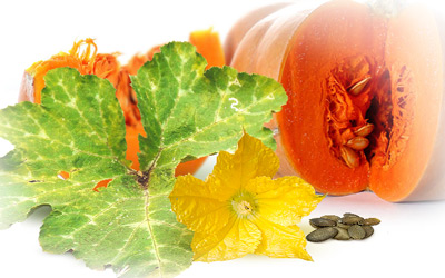 You searched for pumpkin | HerbaZest