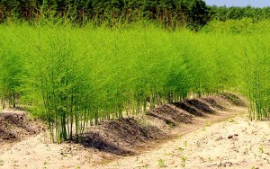 Growing Papaya | HerbaZest