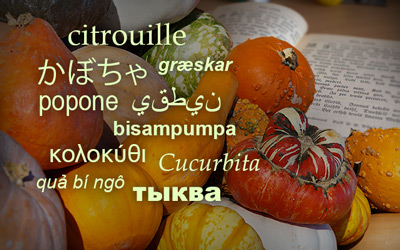 You searched for pumpkin | HerbaZest