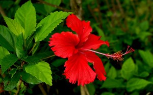 Growing Cabbage | HerbaZest