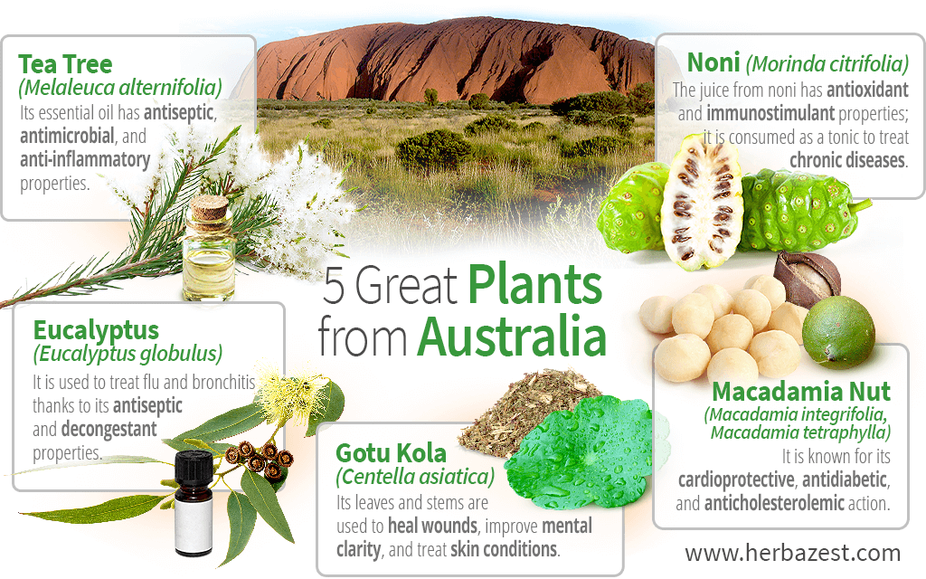 5 Great Australian Plants HerbaZest 5 Great Australian Plants HerbaZest